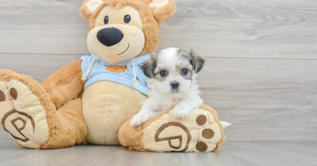 Petite Teddy Bear Ashley: 2lb 9oz Designer Puppy