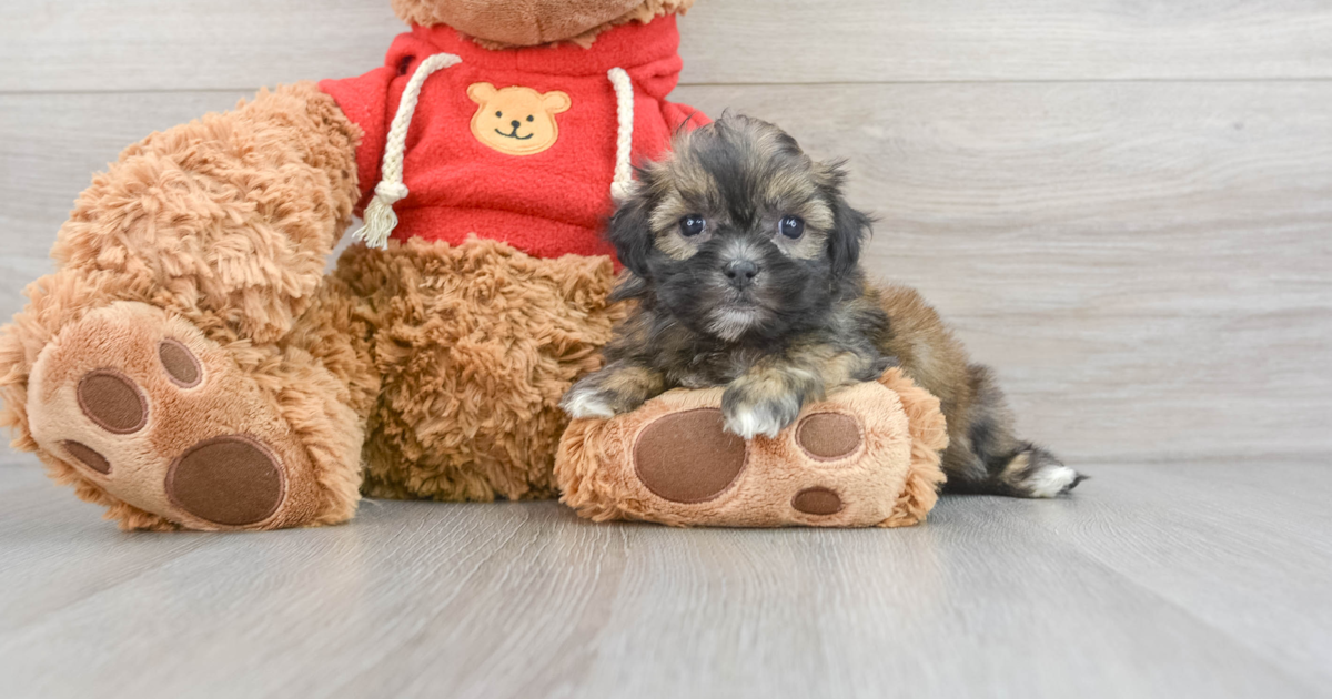 Small Teddy Bear Ashley: 2lb 4oz Designer Puppy