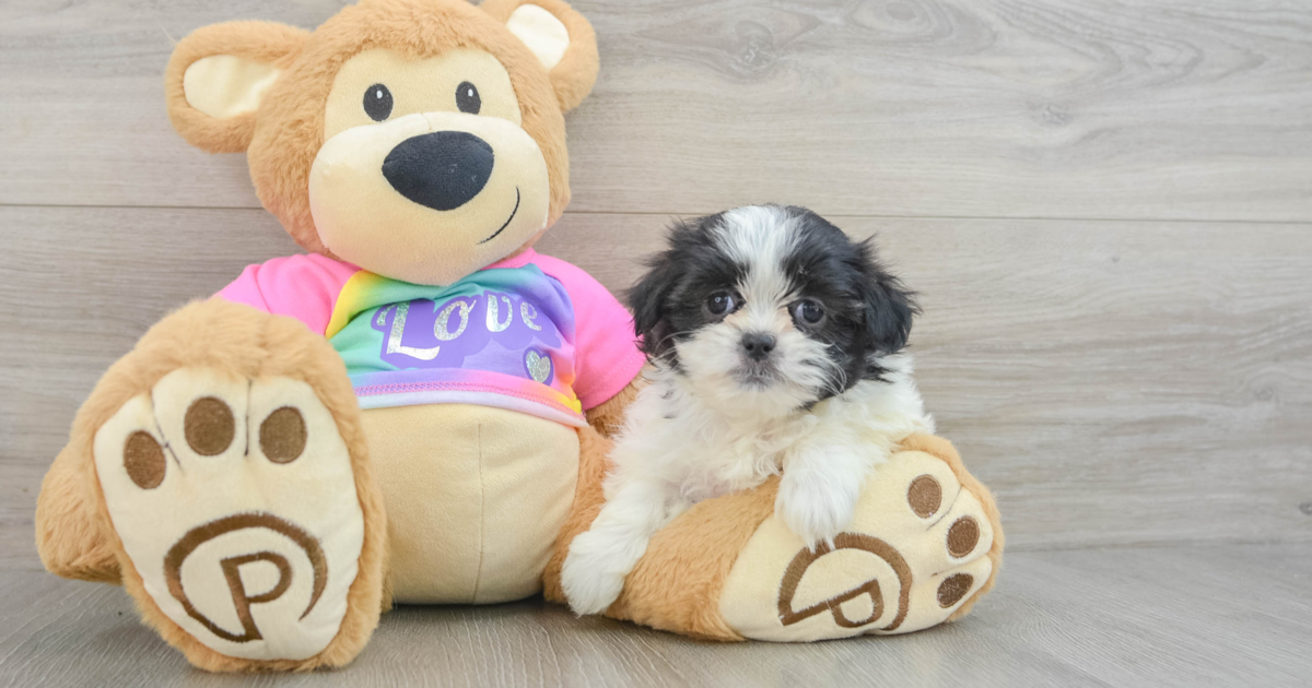 Cute Teddy Bear Ashley: 3lb 1oz Designer Puppy
