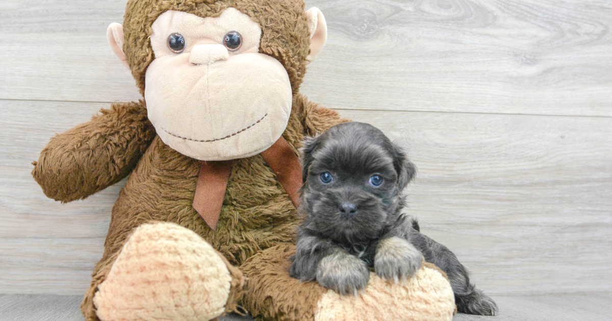 Petite Teddy Bear Bailey: 3lb 1oz Designer Puppy