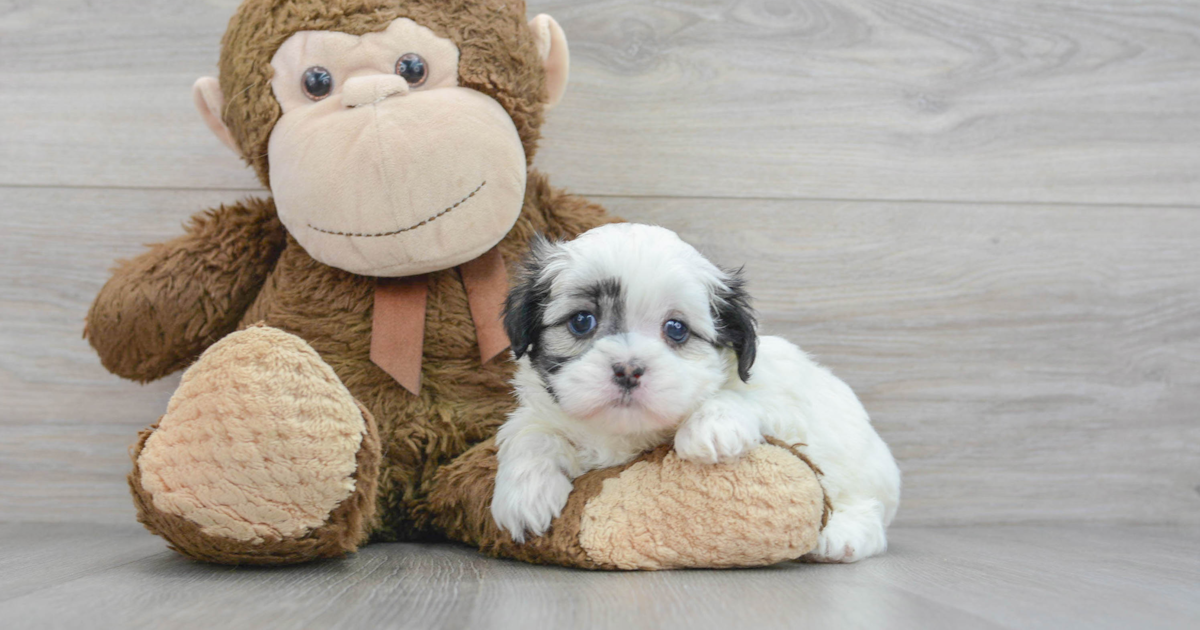 Popular Teddy Bear Bailey: 3lb 2oz Designer Puppy
