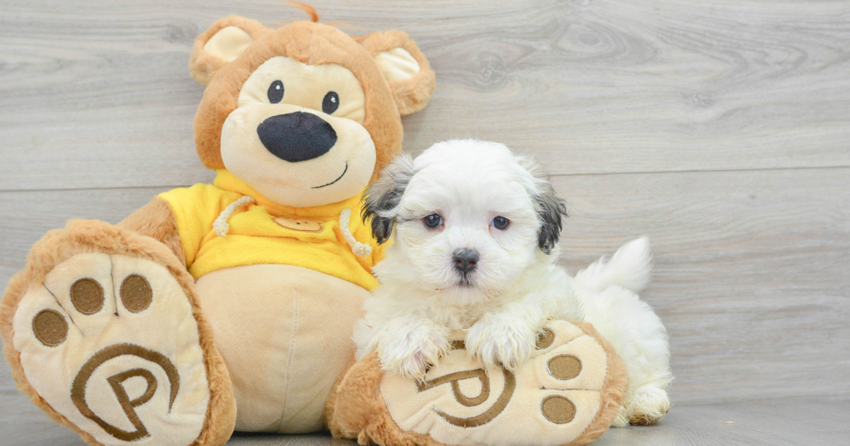 Cute Teddy Bear Bailey: 4lb 9oz Designer Puppy