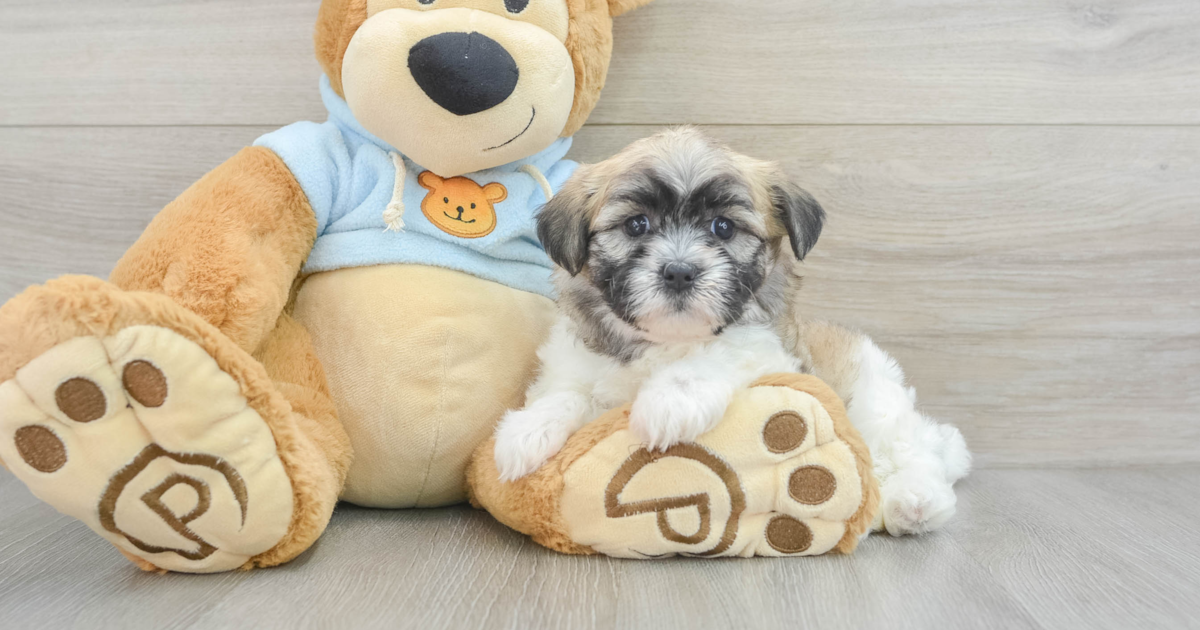 Little Teddy Bear Bailey: 3lb 12oz Designer Puppy