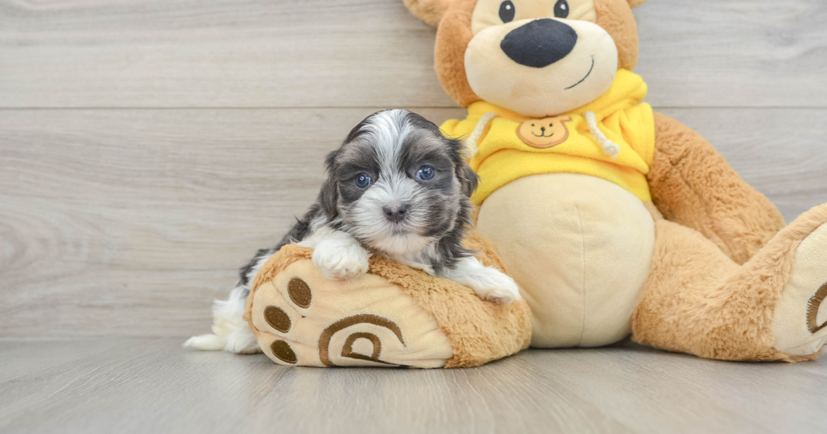 Cute Teddy Bear Bailey: 3lb 8oz Designer Puppy