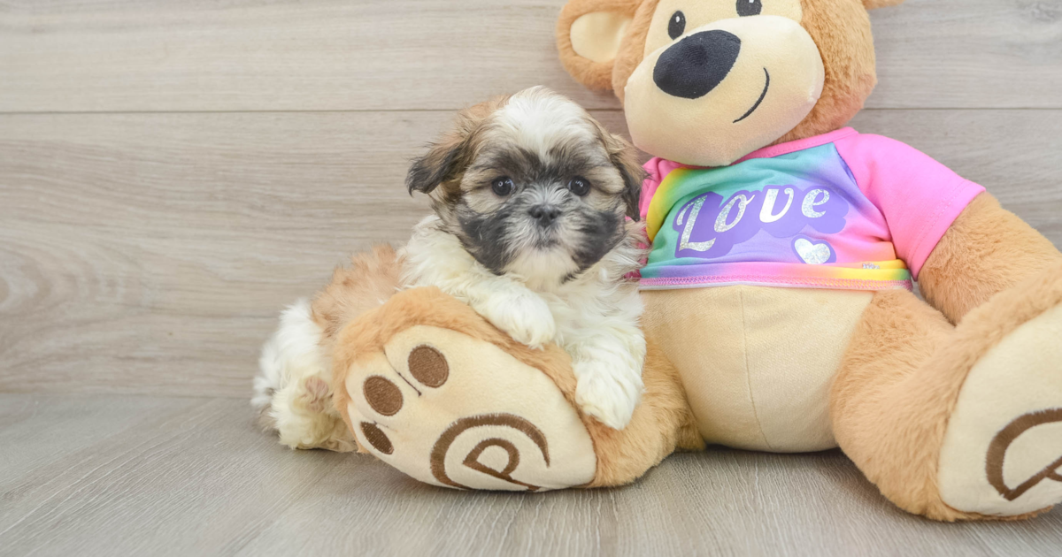 Small Teddy Bear Bailey: 3lb 2oz Designer Puppy