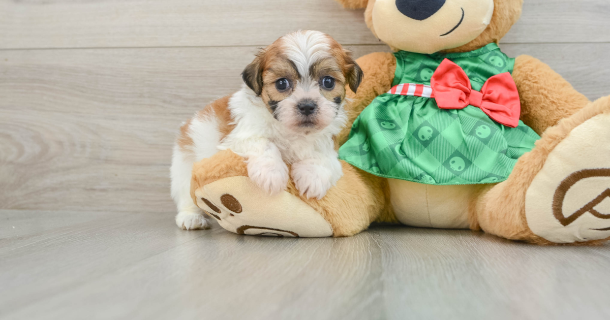 Sweet Teddy Bear Bailey: 2lb 14oz Designer Puppy