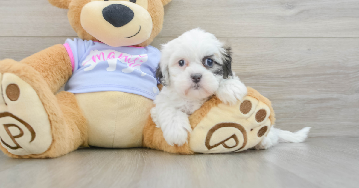 Petite Teddy Bear Bailey: 3lb 12oz Designer Puppy