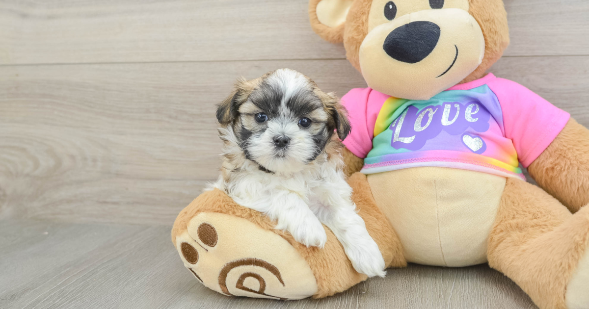 Popular Teddy Bear Bailey: 2lb 12oz Designer Puppy
