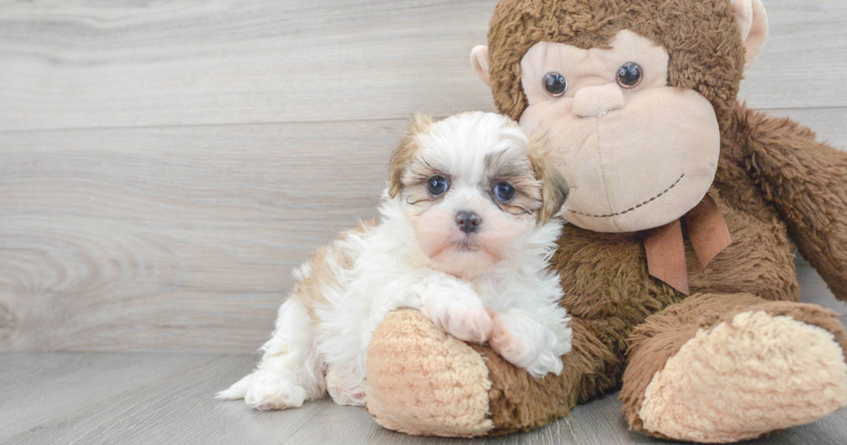 Popular Teddy Bear Bailey: 2lb 13oz Designer Puppy