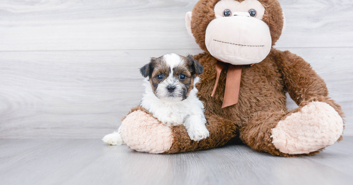 Cute Teddy Bear Bart: 3lb 11oz Designer Puppy