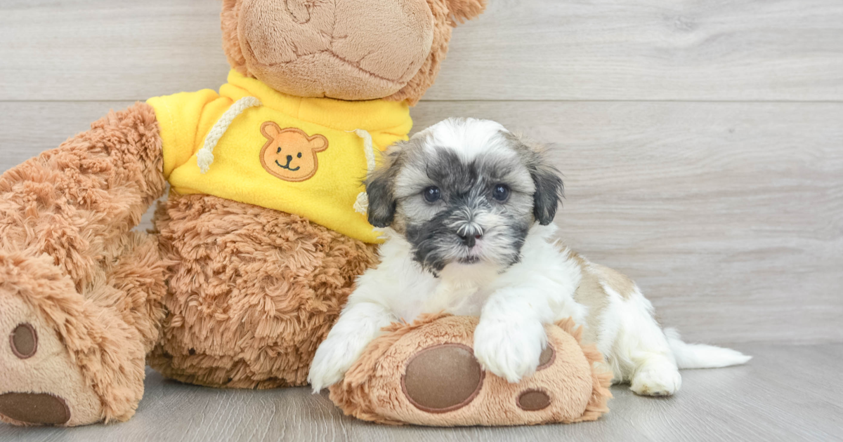 Smart Teddy Bear Bart: 4lb 12oz Designer Puppy