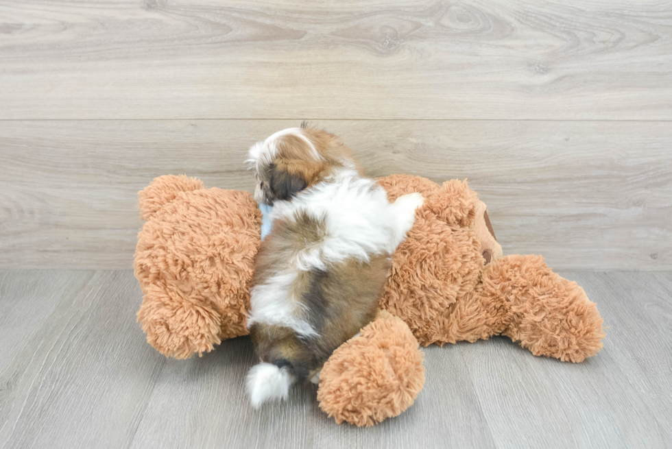 Little Teddy Bear Bart: 2lb 4oz Designer Puppy