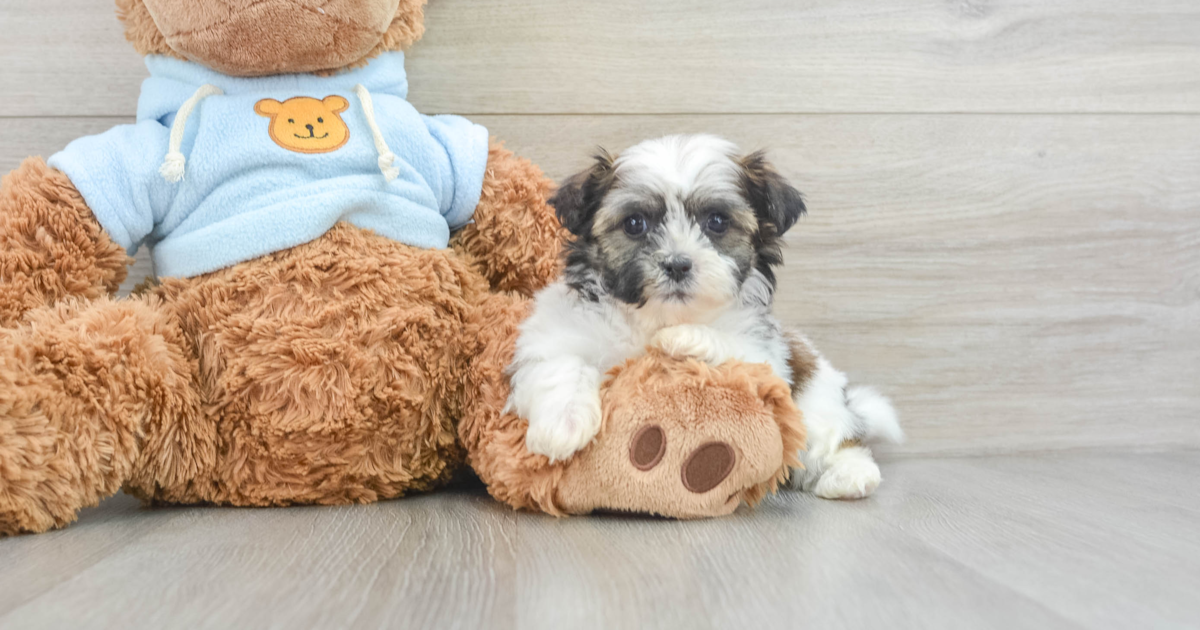 Little Teddy Bear Bart: 2lb 4oz Designer Puppy