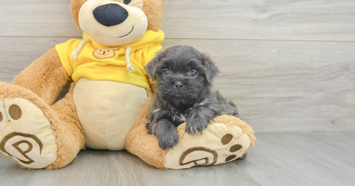 Small Teddy Bear Bart: 4lb 3oz Designer Puppy