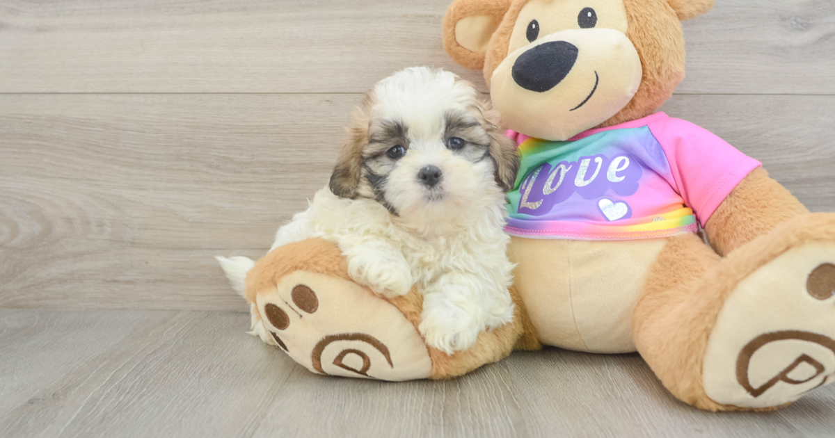 Adorable Teddy Bear Bart: 4lb 8oz Designer Puppy