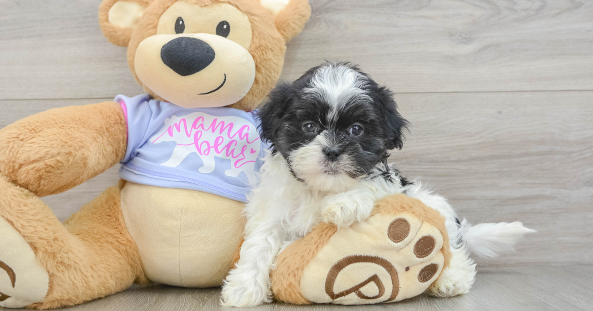 Small Teddy Bear Bart: 4lb 4oz Designer Puppy
