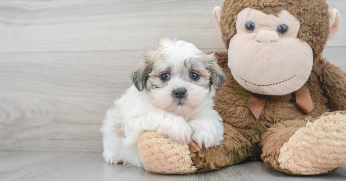 Small Teddy Bear Bart: 3lb 5oz Designer Puppy