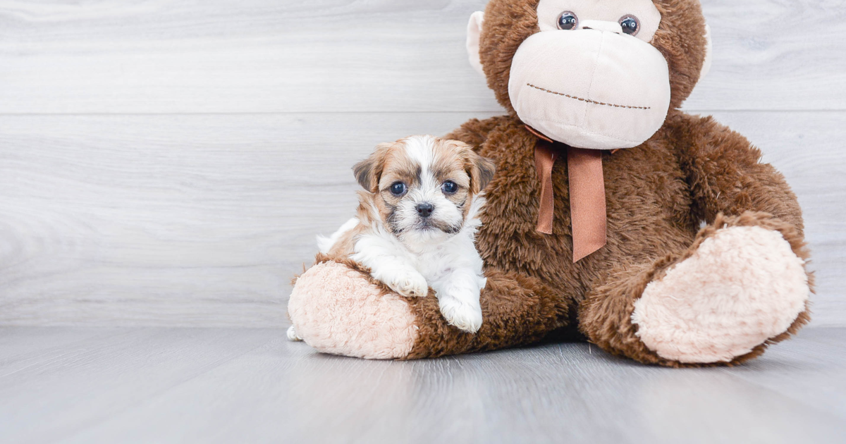 Hypoallergenic Teddy Bear Beth: 2lb 9oz Designer Puppy