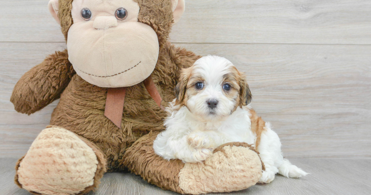 Cute Teddy Bear Beth: 3lb 5oz Designer Puppy