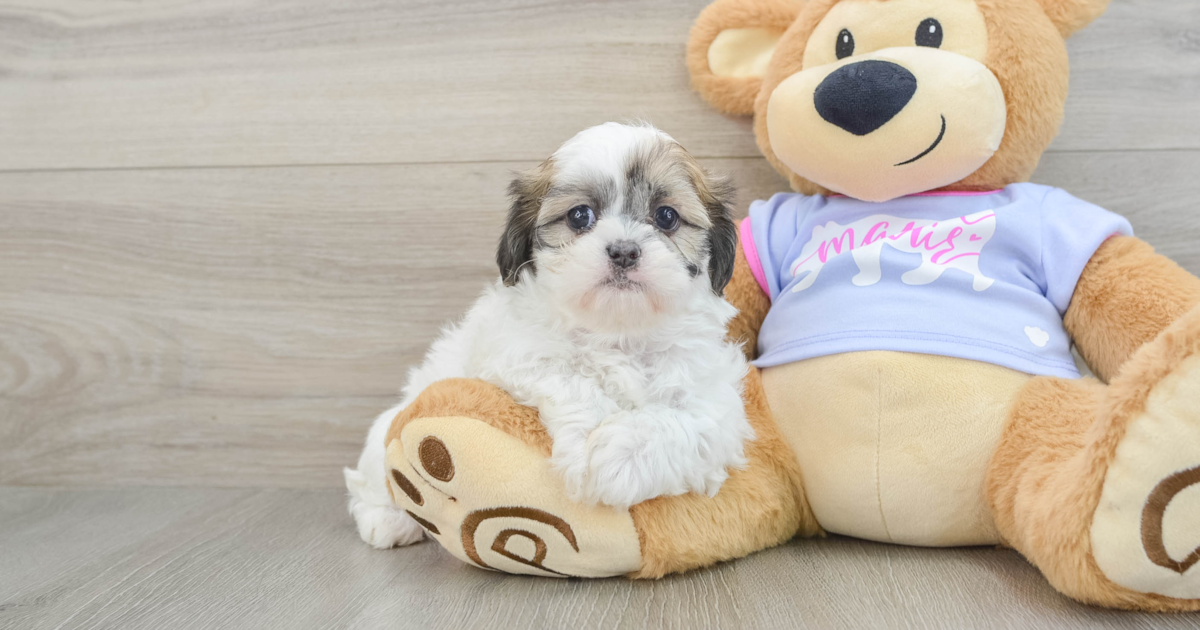 Fluffy Teddy Bear Beth: 3lb 4oz Designer Puppy