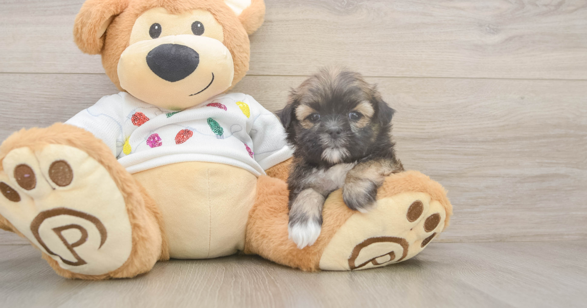 Cute Teddy Bear Beth: 2lb 11oz Designer Puppy