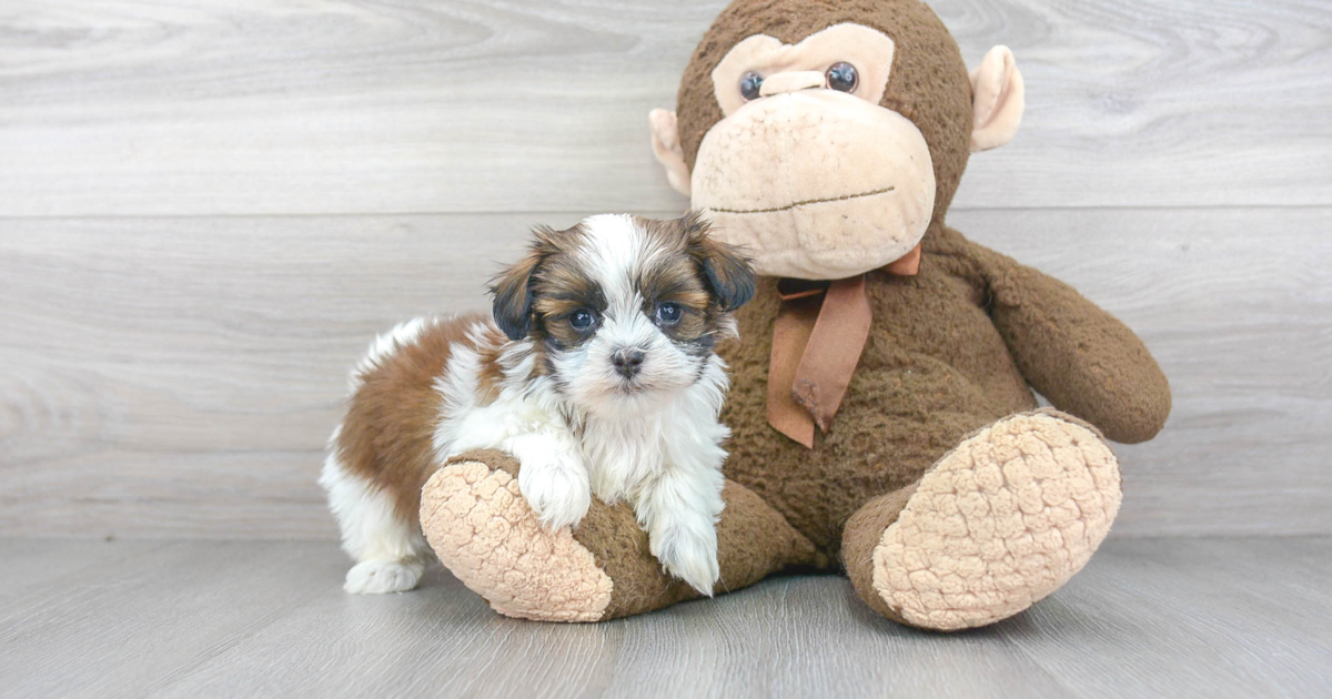 Fluffy Teddy Bear Beth: 2lb 1oz Designer Puppy