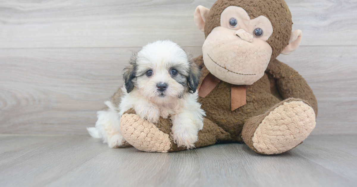 Adorable Teddy Bear Beth: 3lb 3oz Designer Puppy