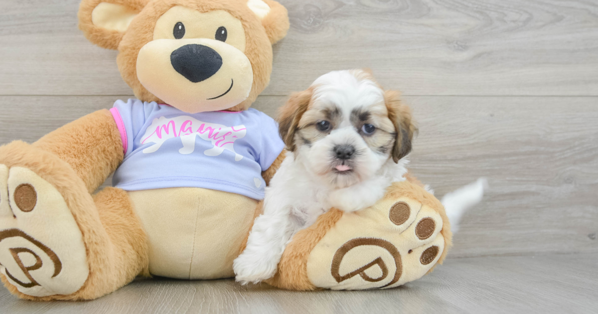 Funny Teddy Bear Bruno: 4lb 9oz Designer Puppy