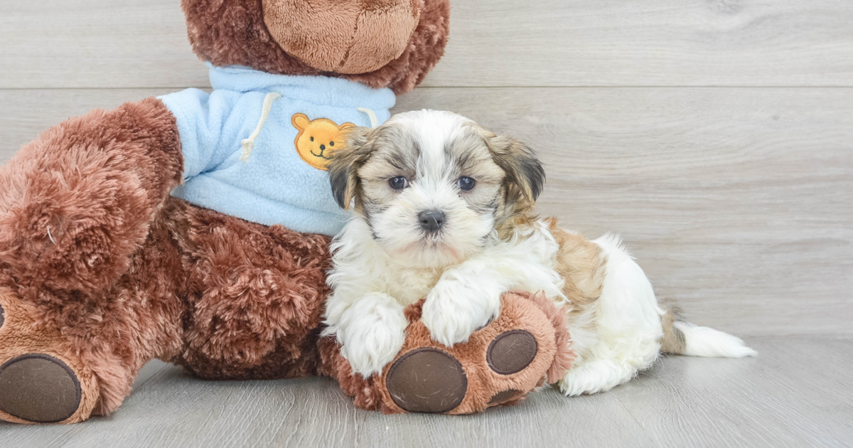 Petite Teddy Bear Brutus: 4lb 2oz Designer Puppy