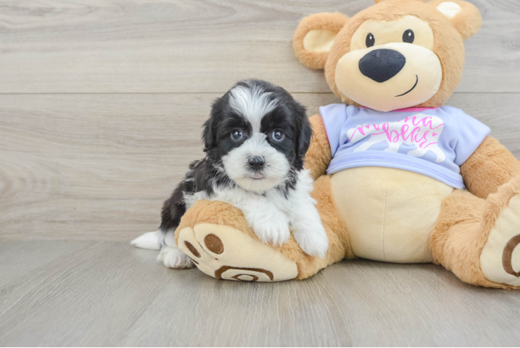 Fluffy Teddy Bear Chadwick: 3lb 14oz Designer Puppy