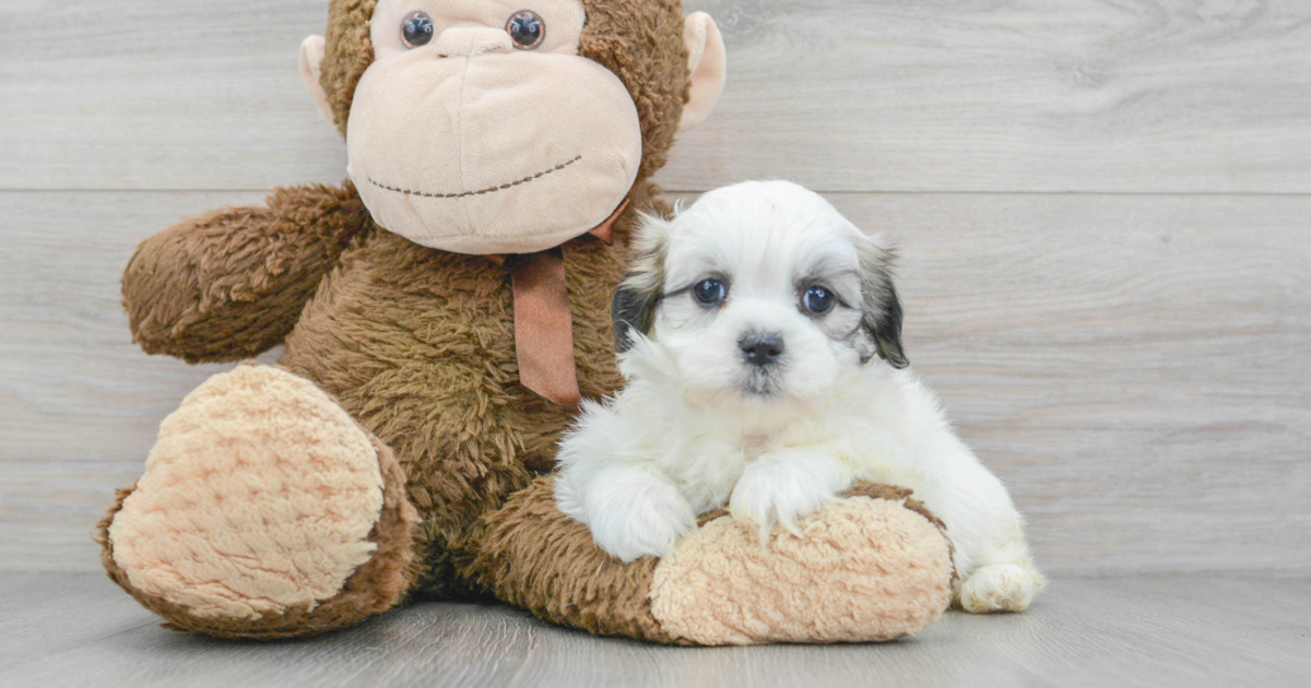 Adorable Teddy Bear Chadwick: 2lb 9oz Designer Puppy