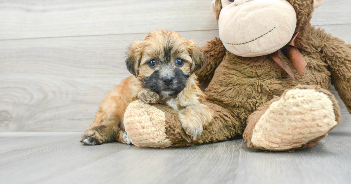Playful Teddy Bear Chip: 3lb 3oz Designer Puppy