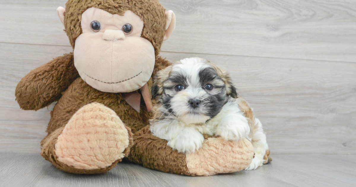 Popular Teddy Bear Chip: 3lb 15oz Designer Puppy