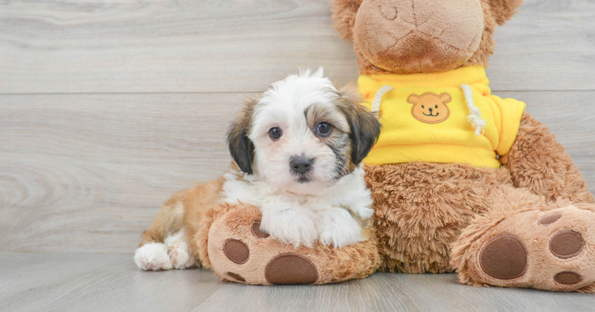 Adorable Teddy Bear Chip: 4lb 14oz Designer Puppy