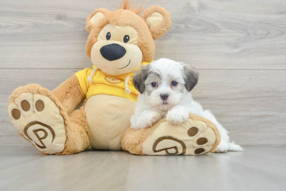 Little Teddy Bear Chip: 3lb 6oz Designer Puppy