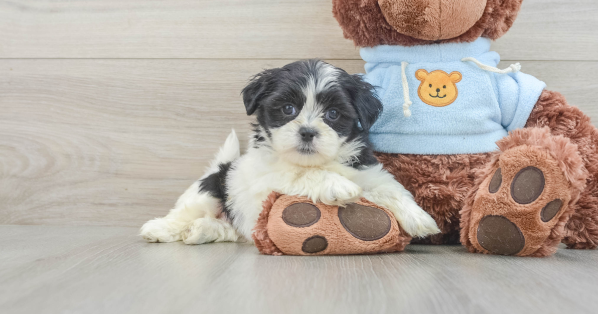 Funny Teddy Bear Chip: 3lb 10oz Designer Puppy