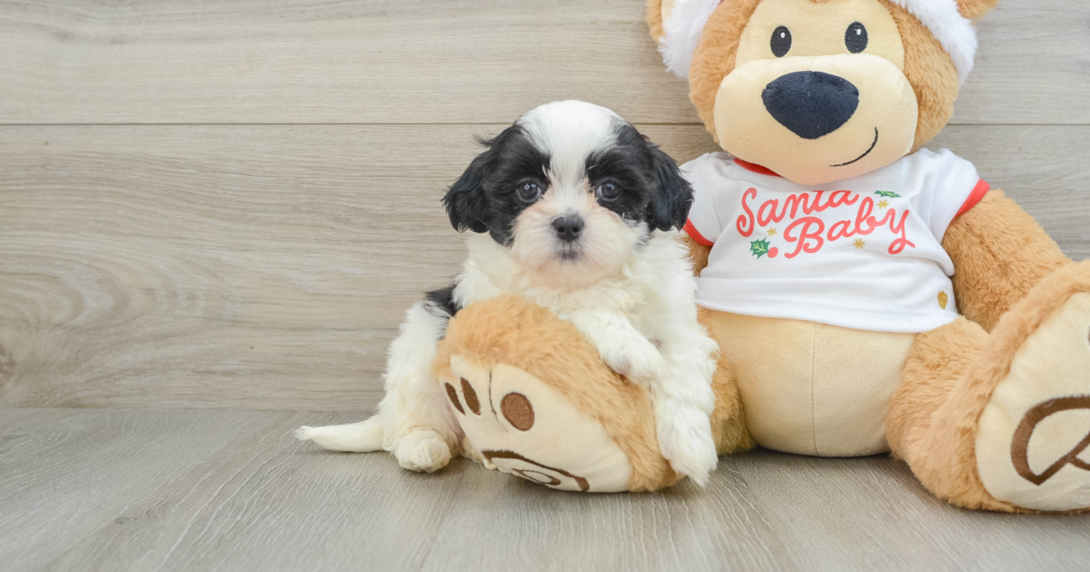 Fluffy Teddy Bear Chip: 3lb 15oz Designer Puppy