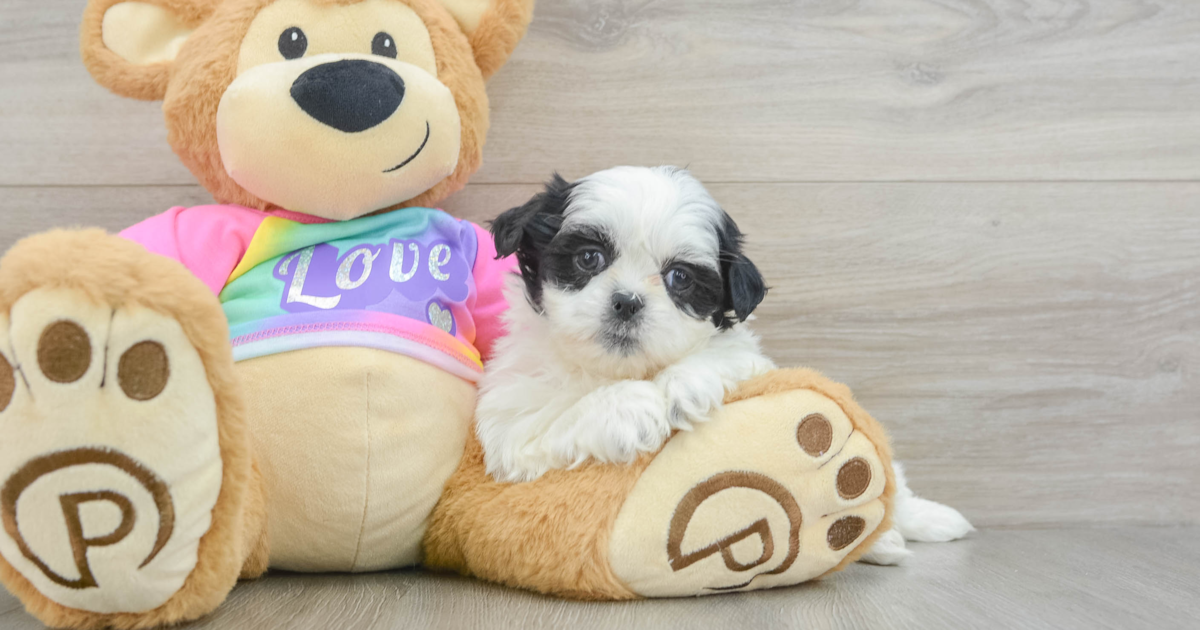 Cute Teddy Bear Chip: 3lb 2oz Designer Puppy