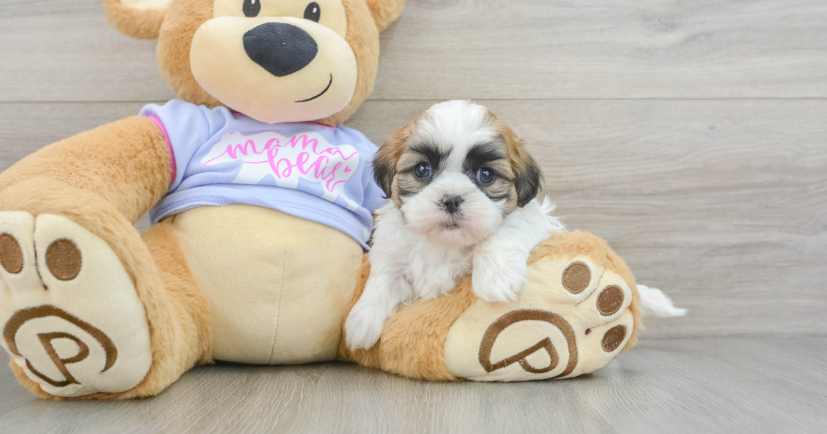 Hypoallergenic Teddy Bear Chip: 1lb 15oz Designer Puppy