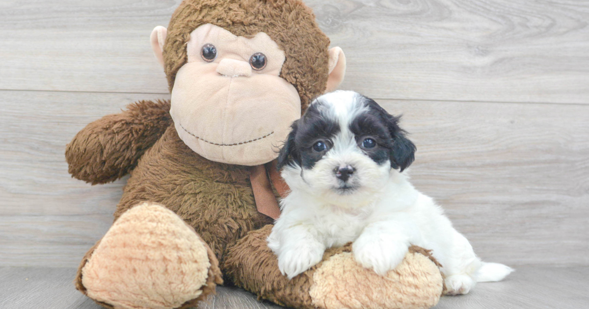 Adorable Teddy Bear Chip: 3lb 10oz Designer Puppy