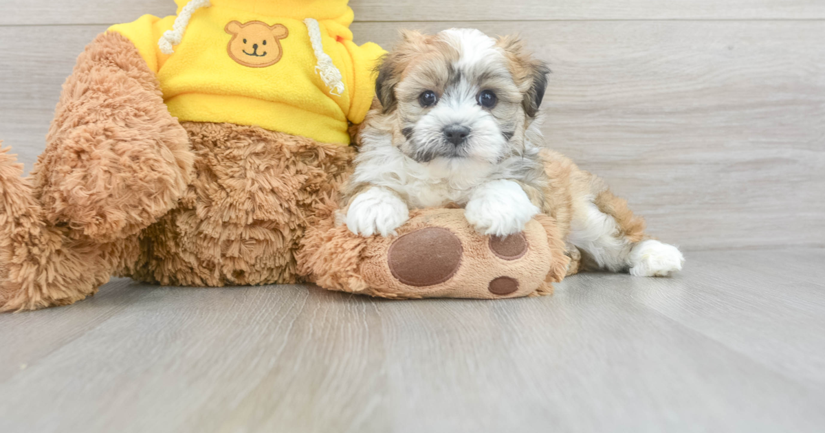 Petite Teddy Bear Cole: 4lb 1oz Designer Puppy