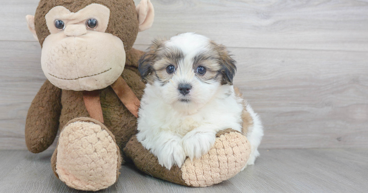 Popular Teddy Bear Cole: 3lb 14oz Designer Puppy