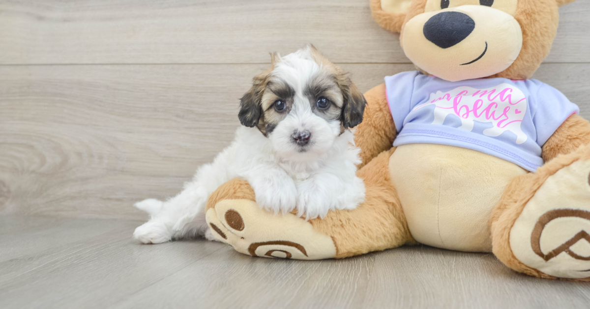 Petite Teddy Bear Echo: 4lb 4oz Designer Puppy