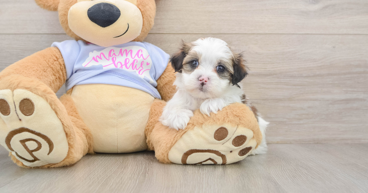 Playful Teddy Bear Emily: 3lb 0oz Designer Puppy