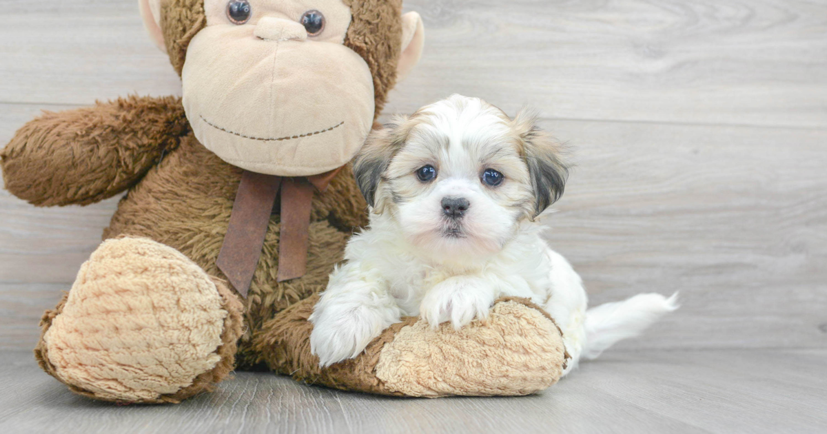 Energetic Teddy Bear Emily: 3lb 3oz Designer Puppy