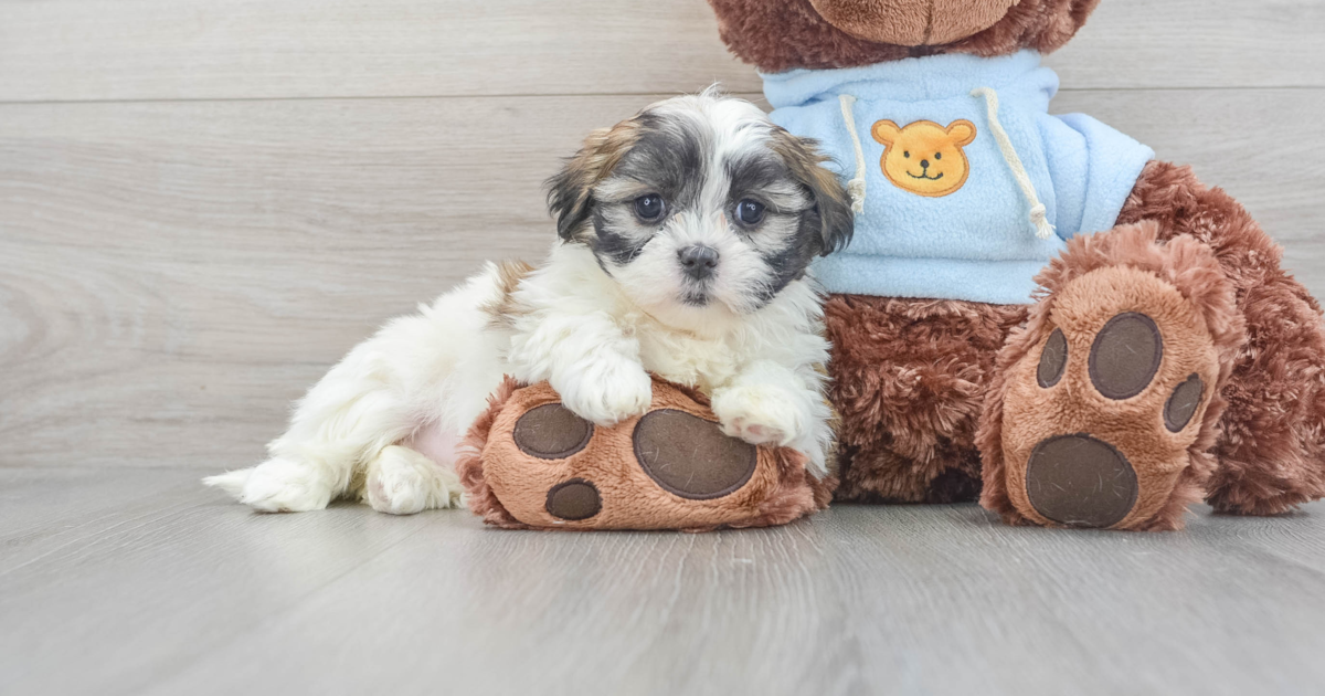 Playful Teddy Bear Erin: 3lb 5oz Designer Puppy