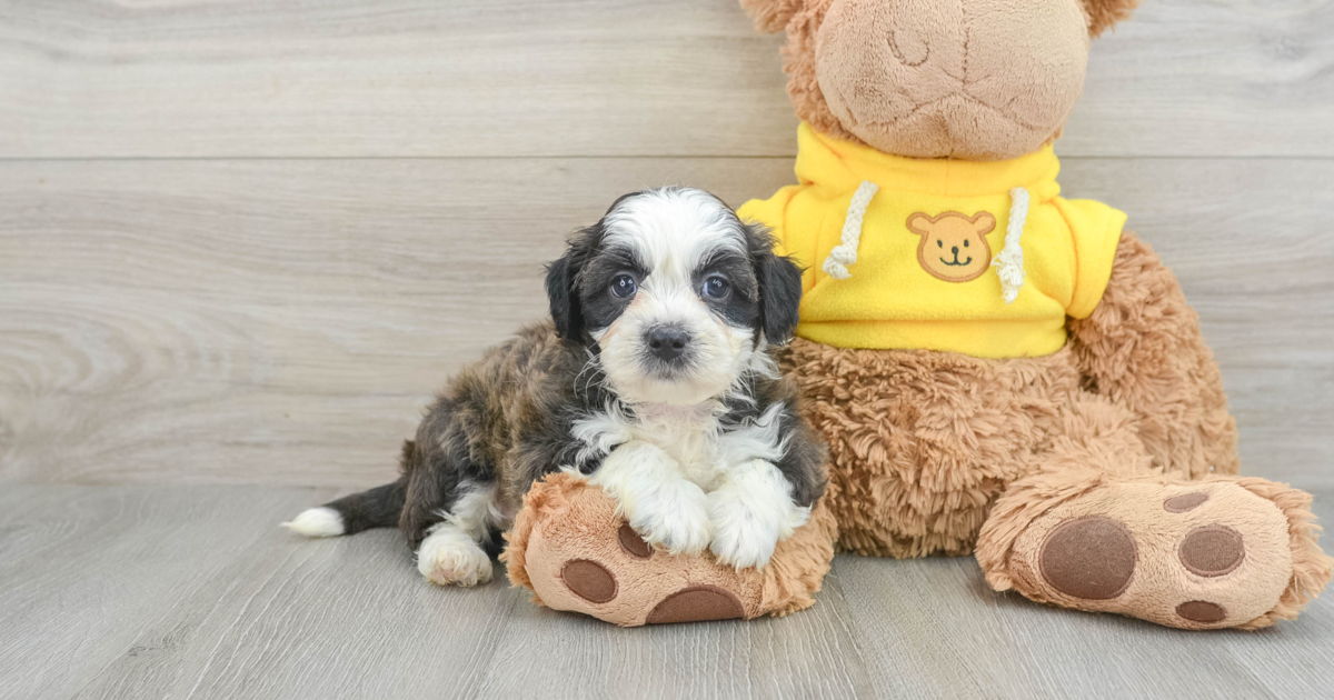 Energetic Teddy Bear Erin: 5lb 14oz Designer Puppy