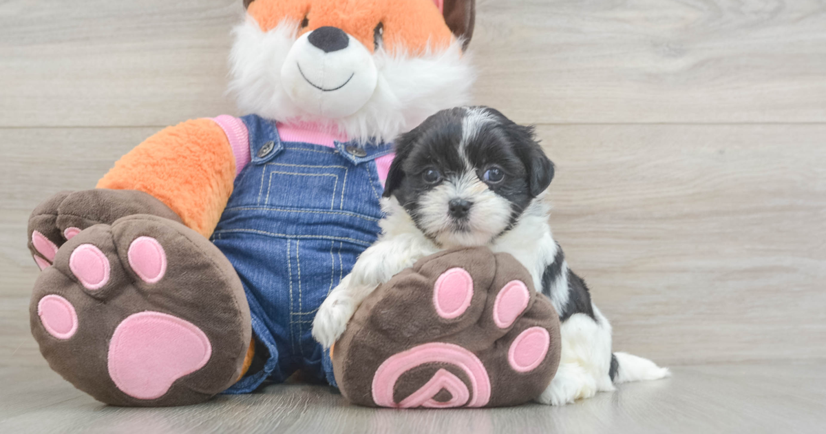 Energetic Teddy Bear Erin: 2lb 13oz Designer Puppy
