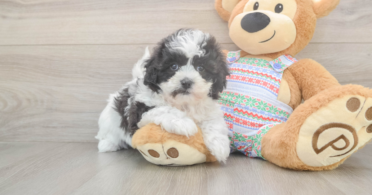 Smart Teddy Bear Erin: 4lb 11oz Designer Puppy