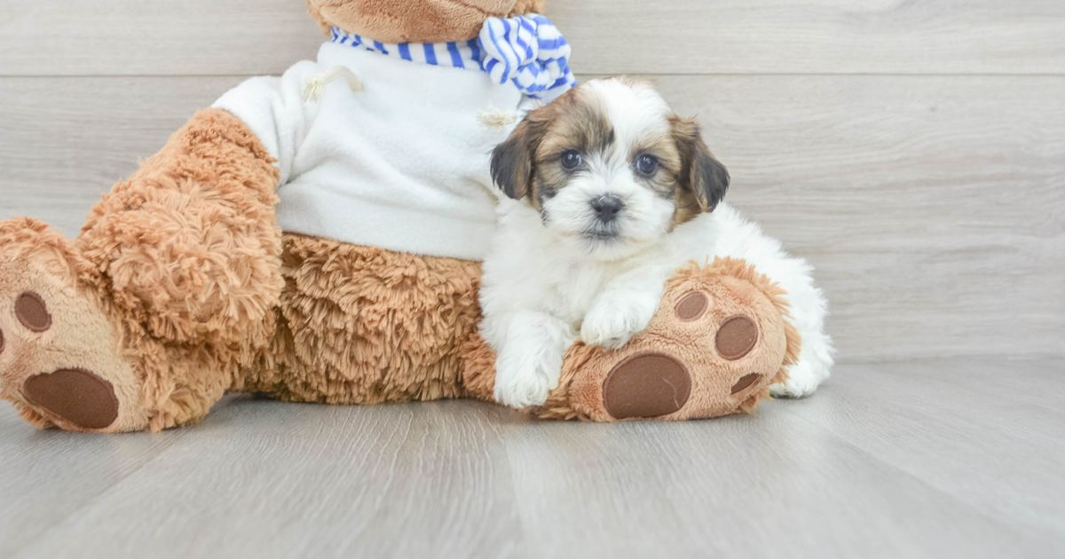 Sweet Teddy Bear Fargo: 4lb 12oz Designer Puppy